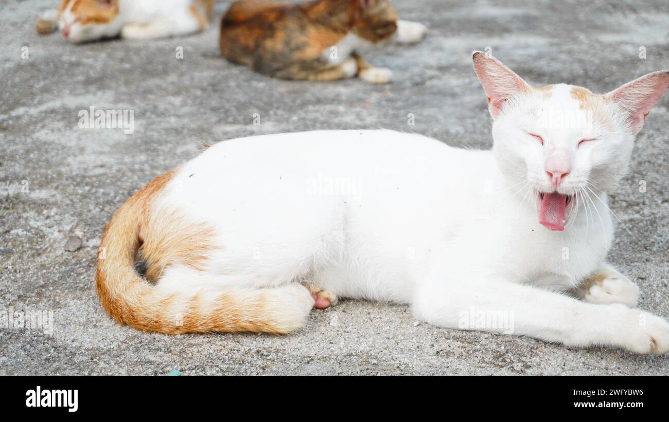 Expression of local Indonesian cats Stock Photo - Alamy