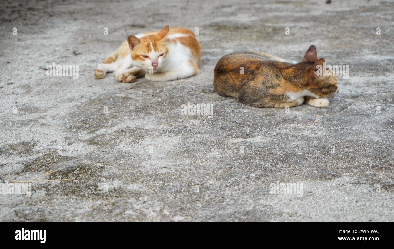 Expression of local Indonesian cats Stock Photo - Alamy