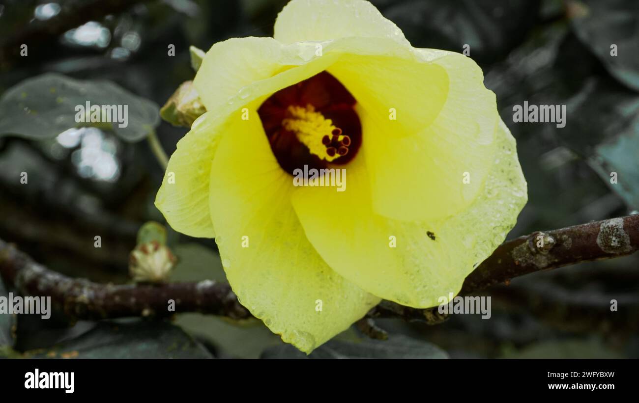 Bright yellow flowers from the Waru tree or Hibiscus Tiliaceus on the ...