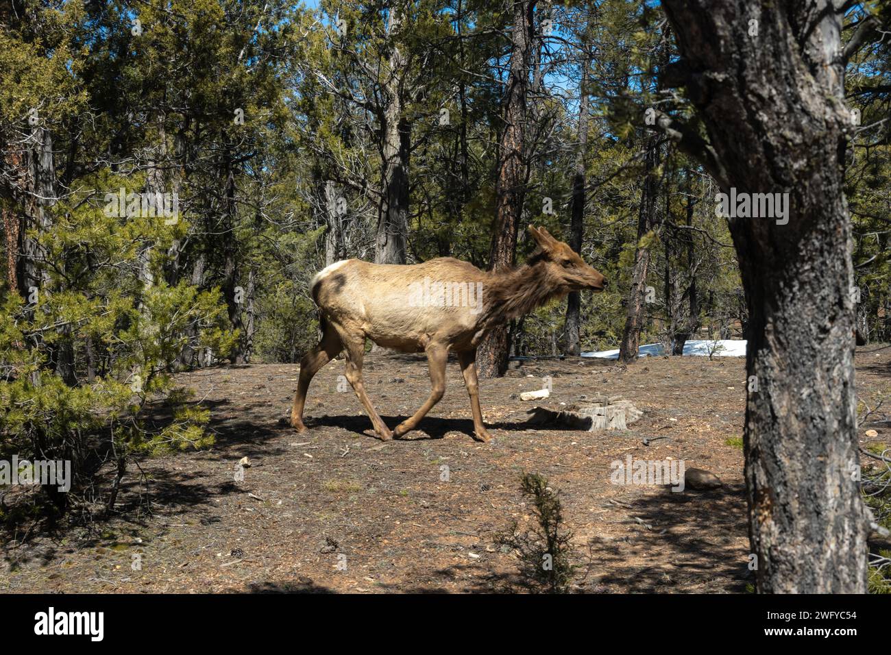 Female Elk Walking Across The South Rim in the Grand Canyon Stock Photo ...