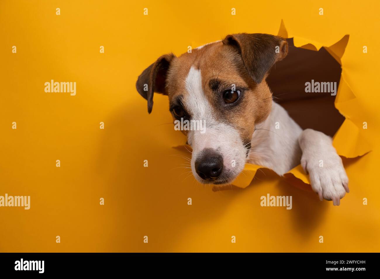 Funny jack russell terrier comes out of a paper orange background ...