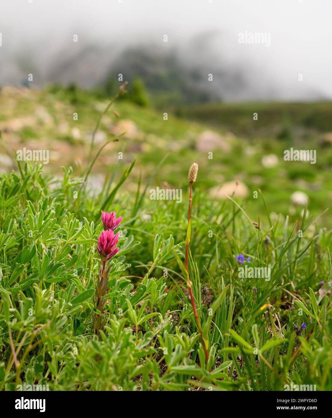 Wildflower magenta paintbrush along the Skyline Loop Trail. Mount ...