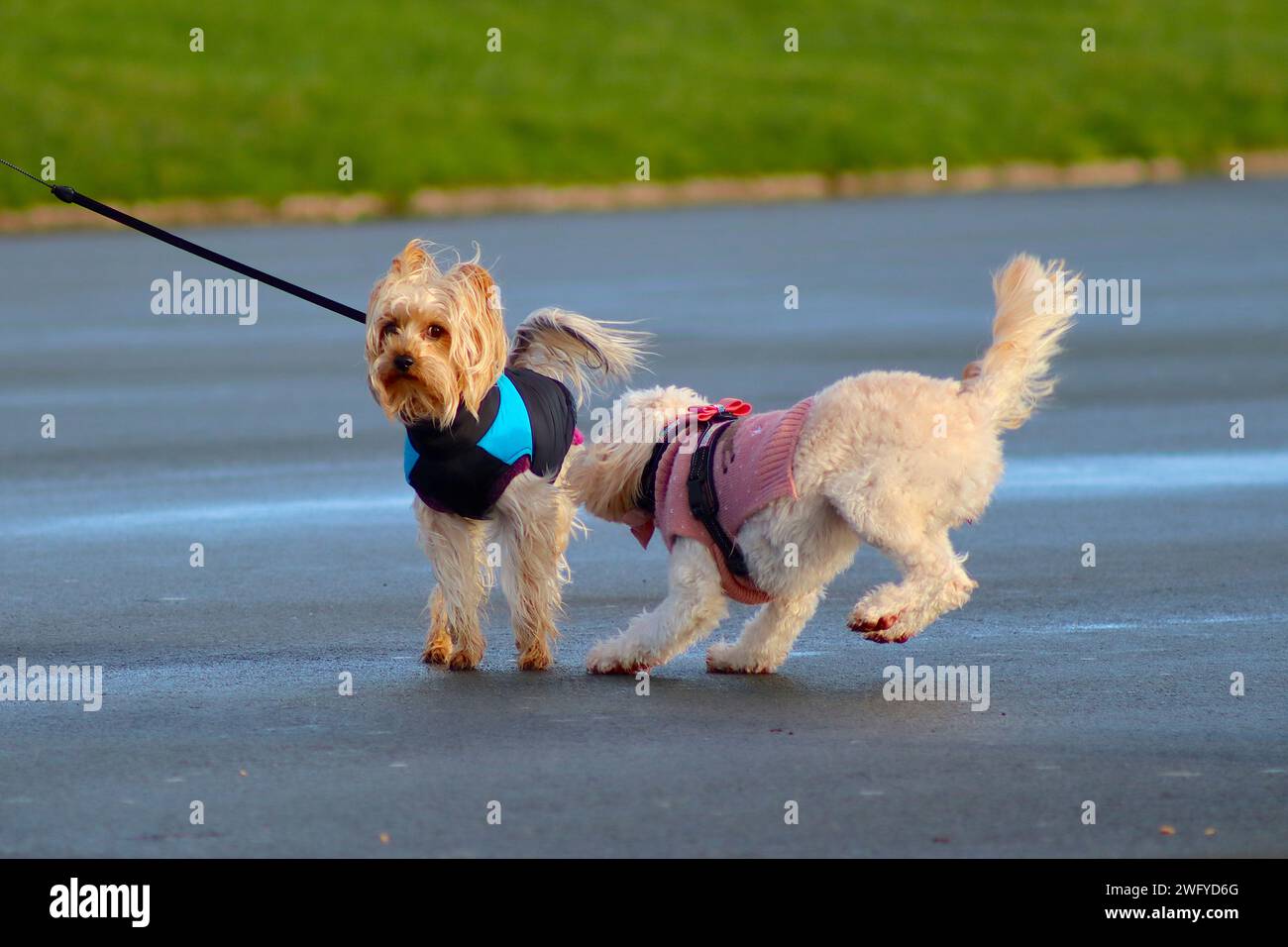 Two dogs greet each other with excitement during their morning walk ...