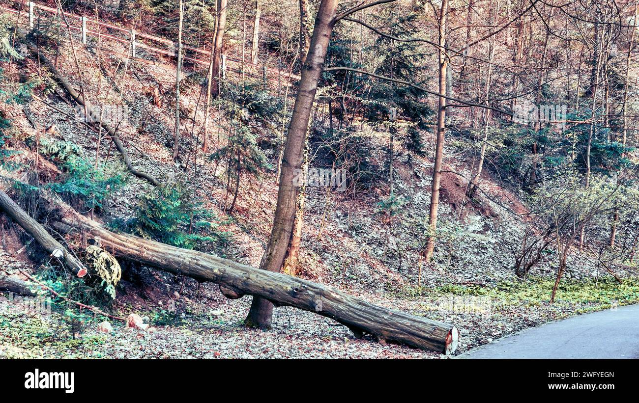 Fallen tree on the road in the forest. Toned Stock Photo - Alamy