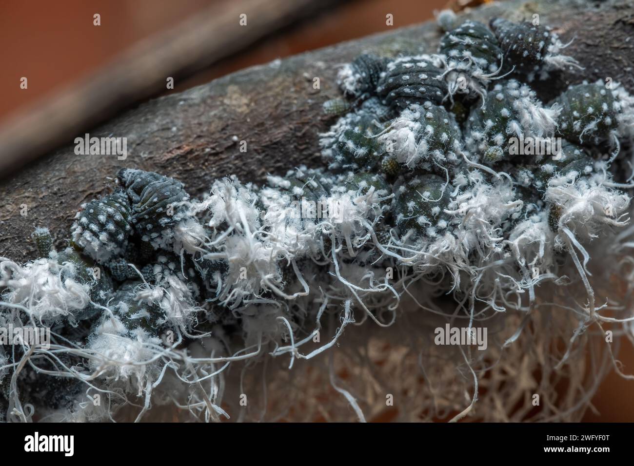 Woolly Alder Aphid (Prociphilus tessellatus) nymphs cluster on a branch ...