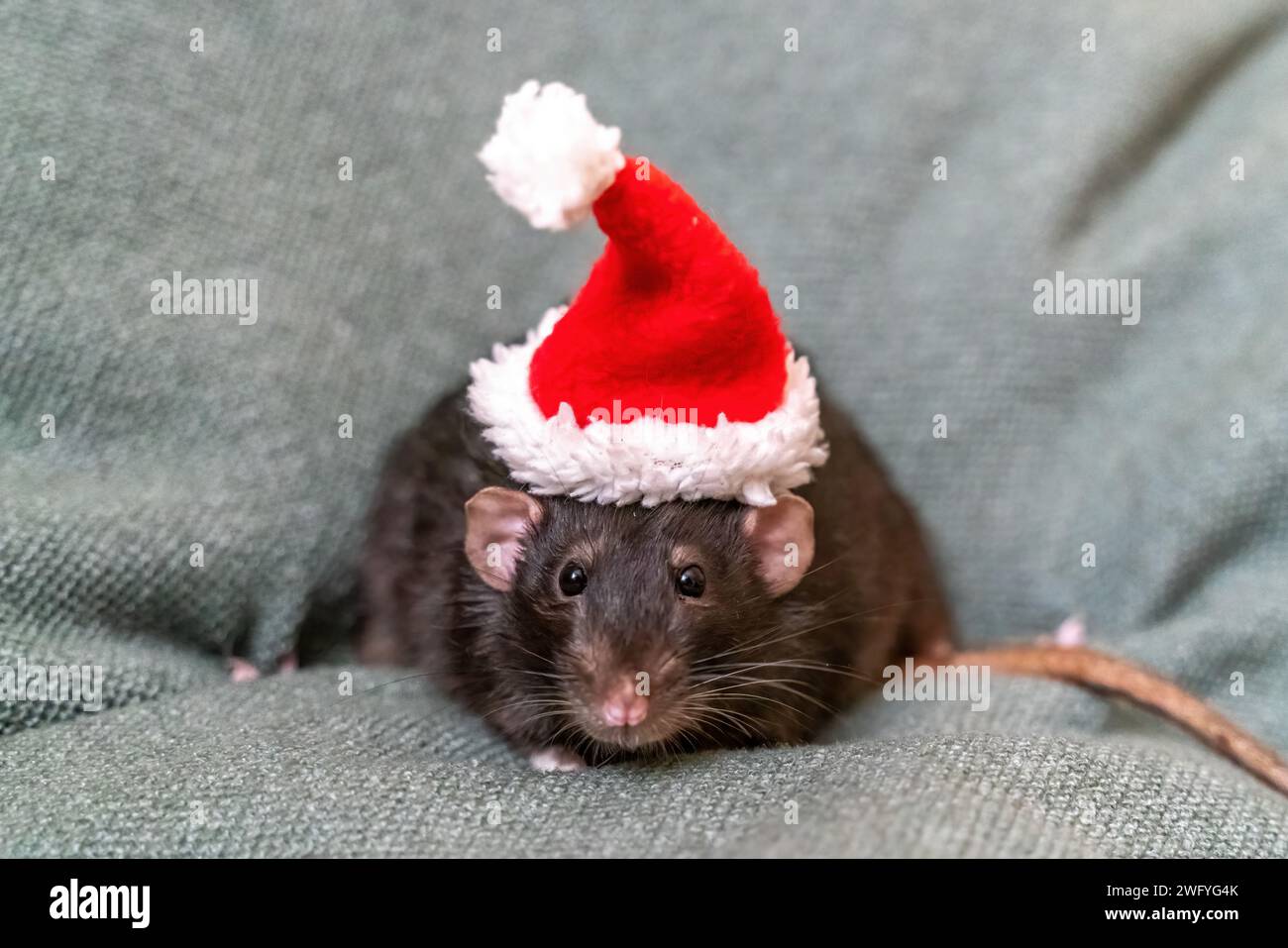 Rat Santa hat. Symbol of the Chinese New Year. Funny black rat Dumbo in ...