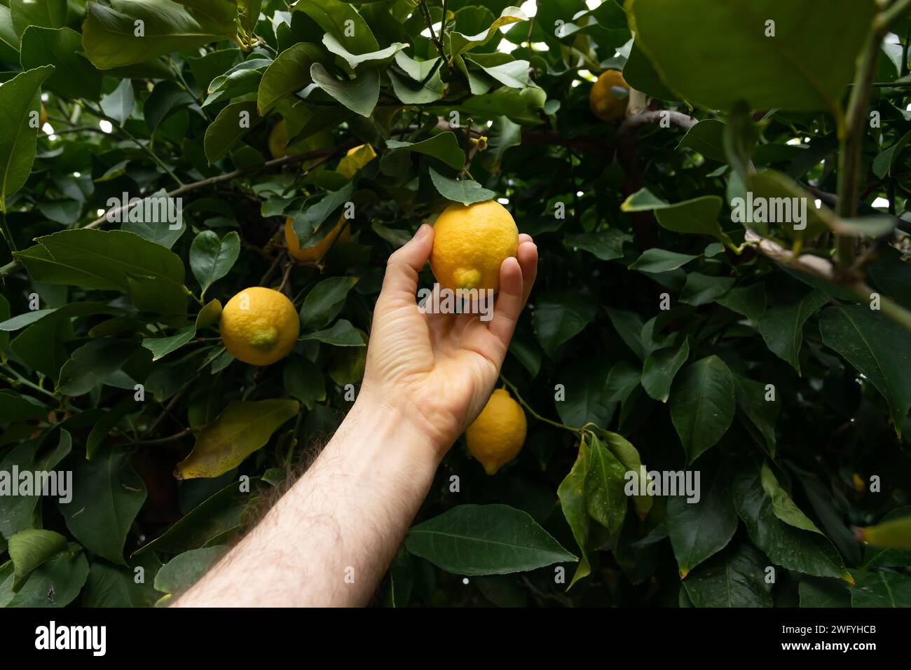 Male Hand Picking Ripe Lemon, Citrus from Tree. Harvesting Lemon Grove ...