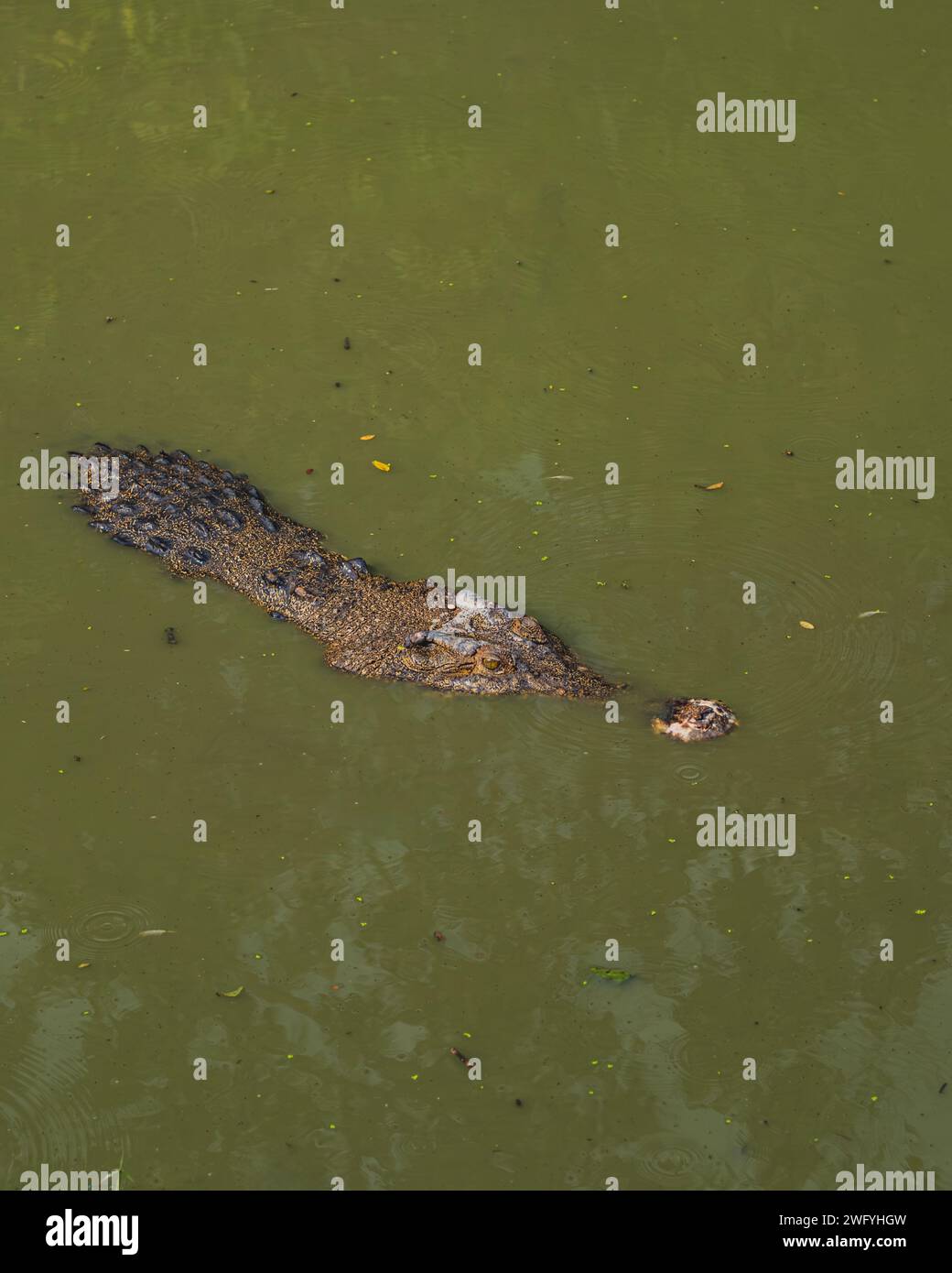 Saltwater crocodile prey hi-res stock photography and images - Alamy