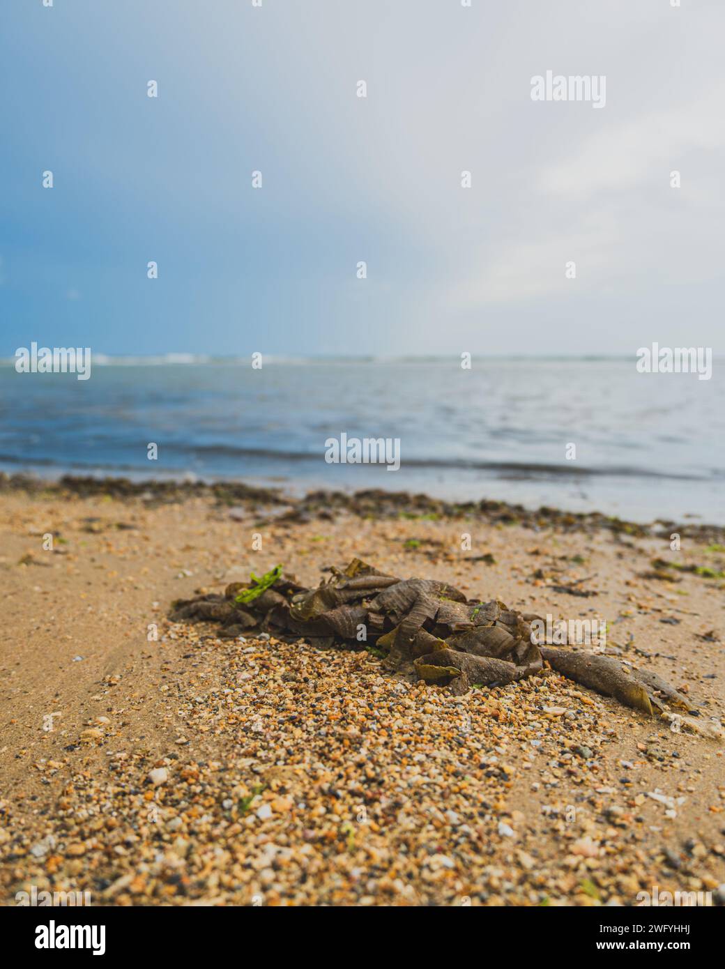 Kombu seaweed plant hi-res stock photography and images - Alamy