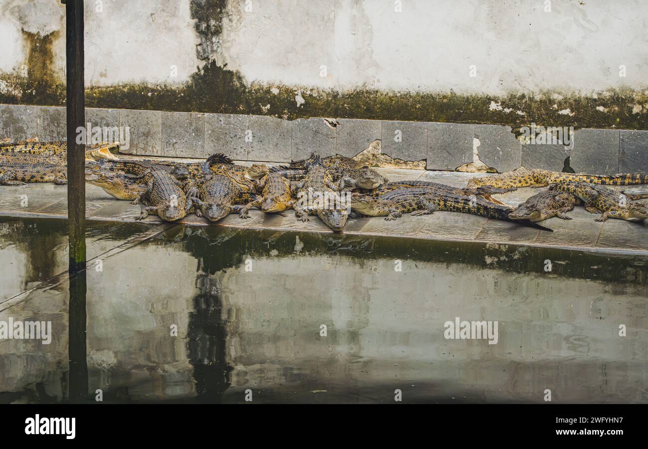 A group of borneo crocodiles in different sizes are relaxing in the sun ...