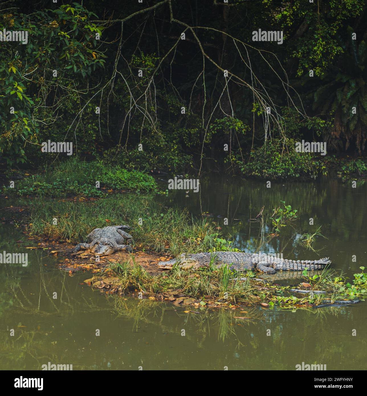 these are a Borneo Saltwater Crocodiles or Crocodylus Raninus Stock ...