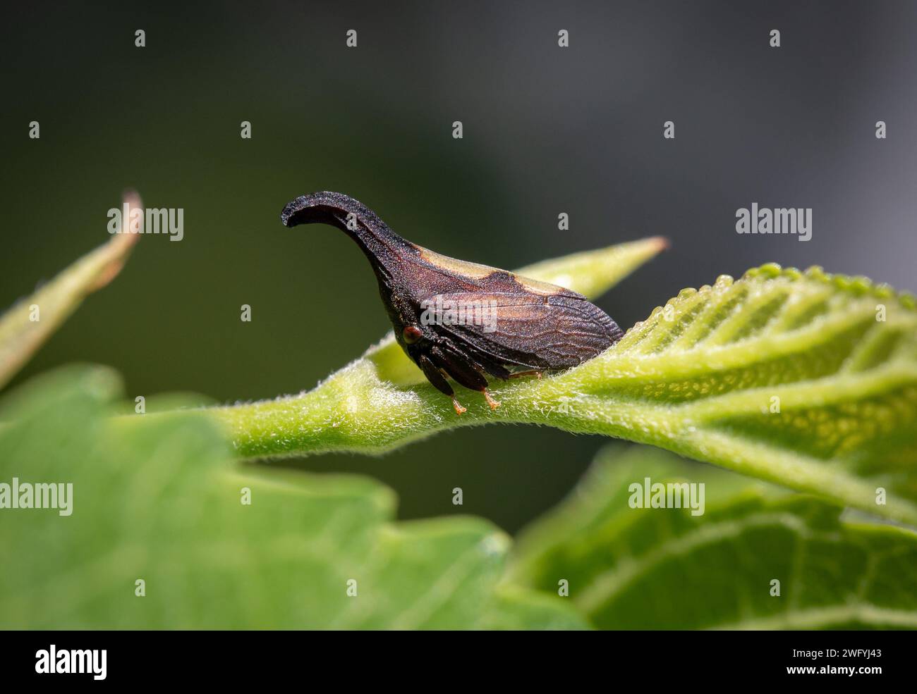Two marked tree hopper hi-res stock photography and images - Alamy
