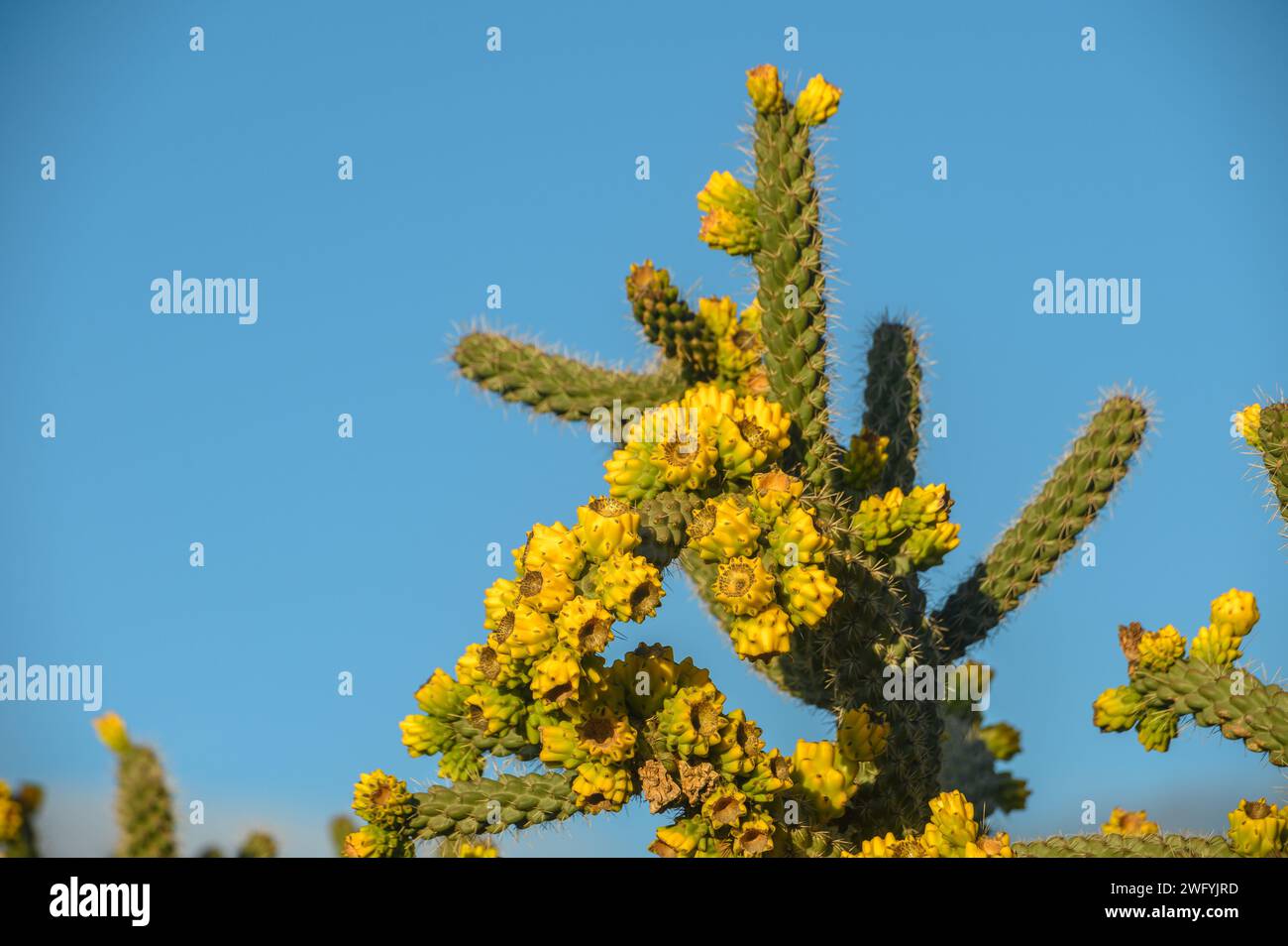 Cyprus national flower hi-res stock photography and images - Alamy