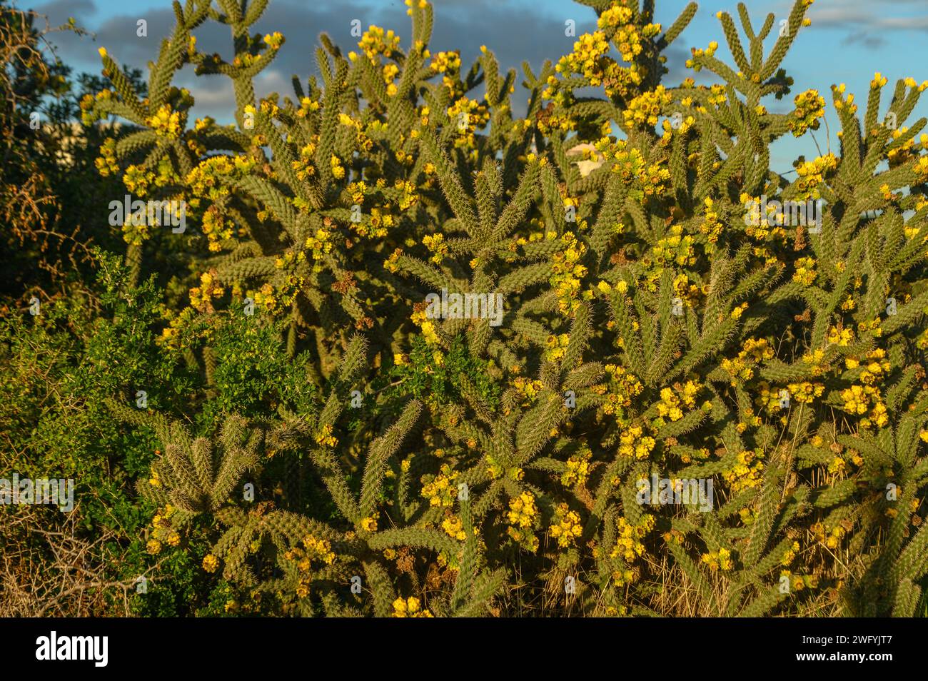 Cyprus national flower hi-res stock photography and images - Alamy
