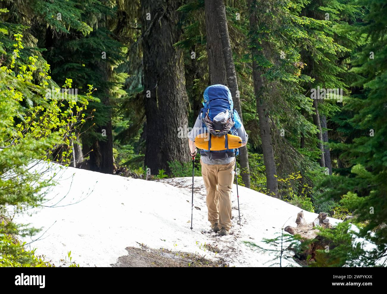 Backpacker hiking through forest hi-res stock photography and images ...