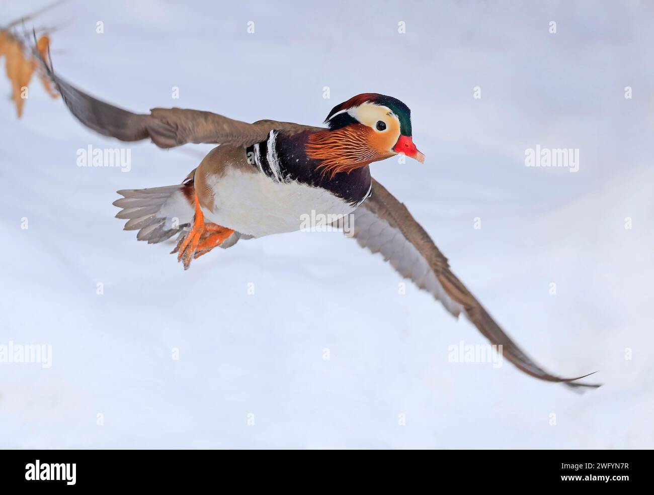 Mandarin duck flying in winter, Quebec, Canada Stock Photo - Alamy