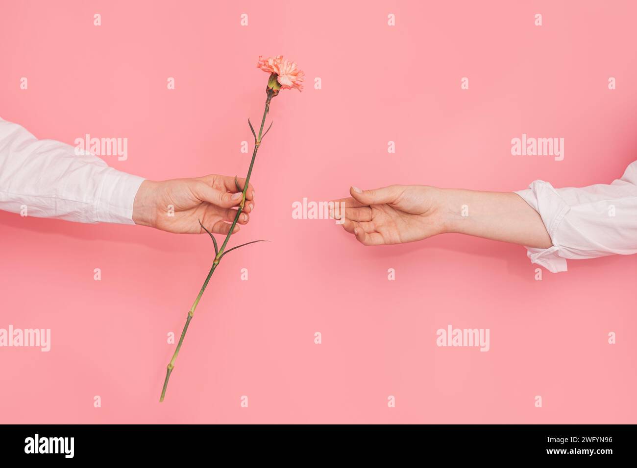 Passing one carnation from one female hand to another against a pink ...