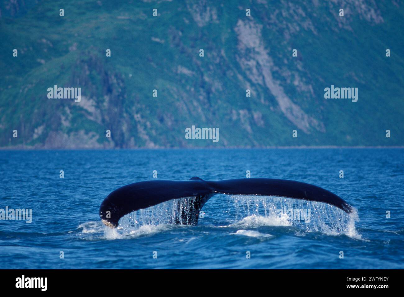 humpback whale, Megaptera novaeangliae, tail out of the water ...