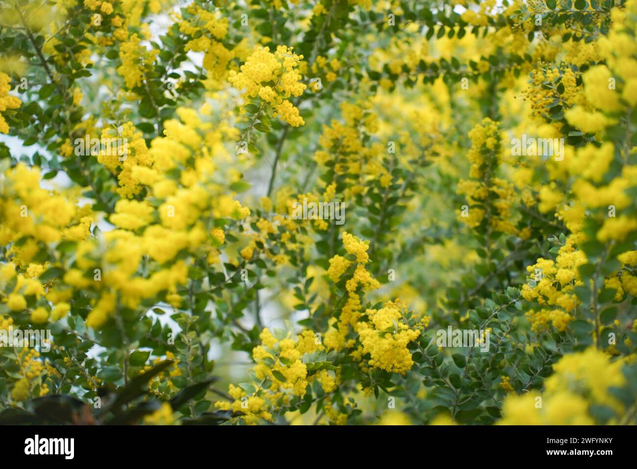 Mimosa tree with bunches of fluffy tender flowers of it. Background of ...