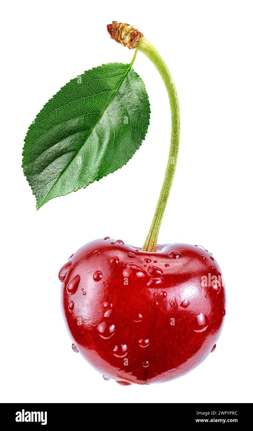 cherry with leaf isolated white background Stock Photo - Alamy