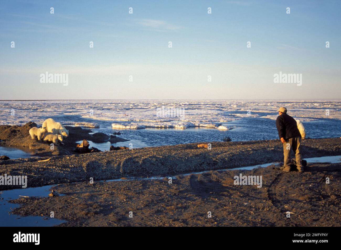 local resident of the Inupiat village of Kaktovik throws out old meat ...
