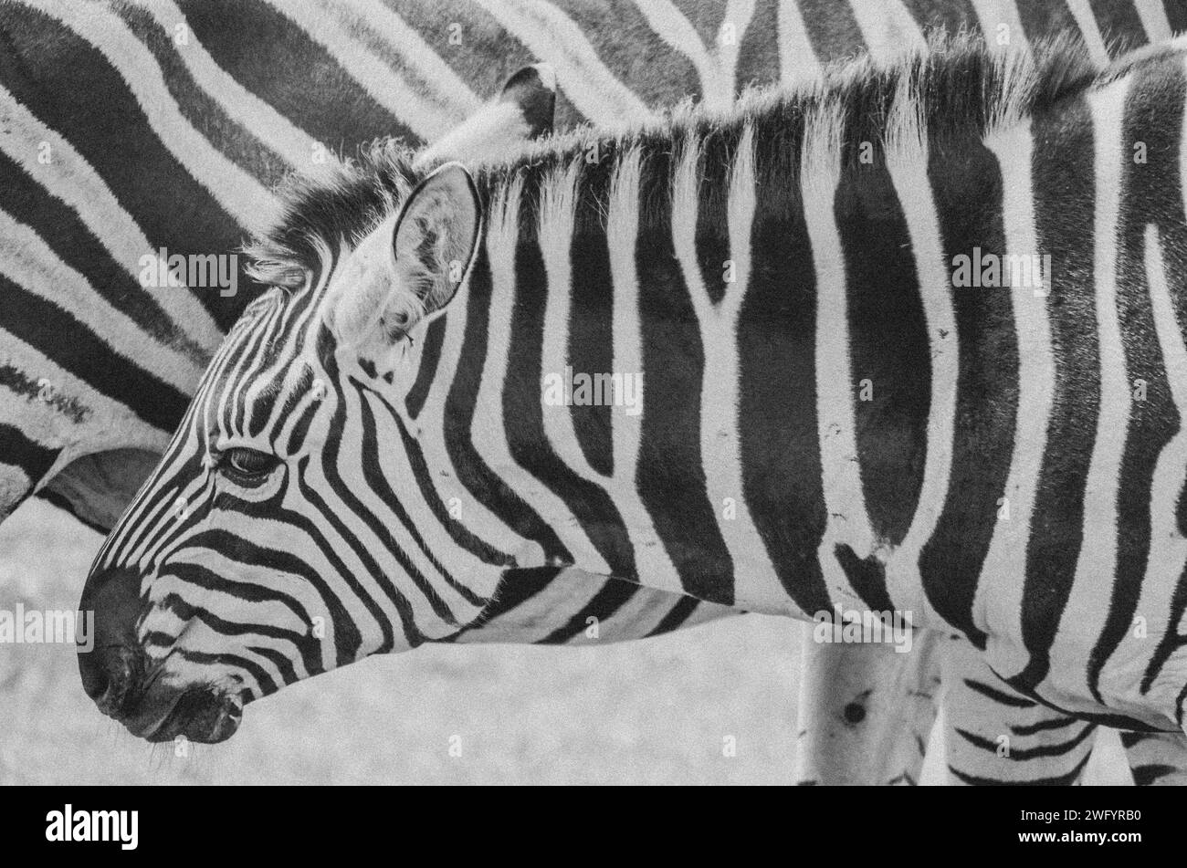 Wildlife park zebra Black and White Stock Photos & Images - Alamy
