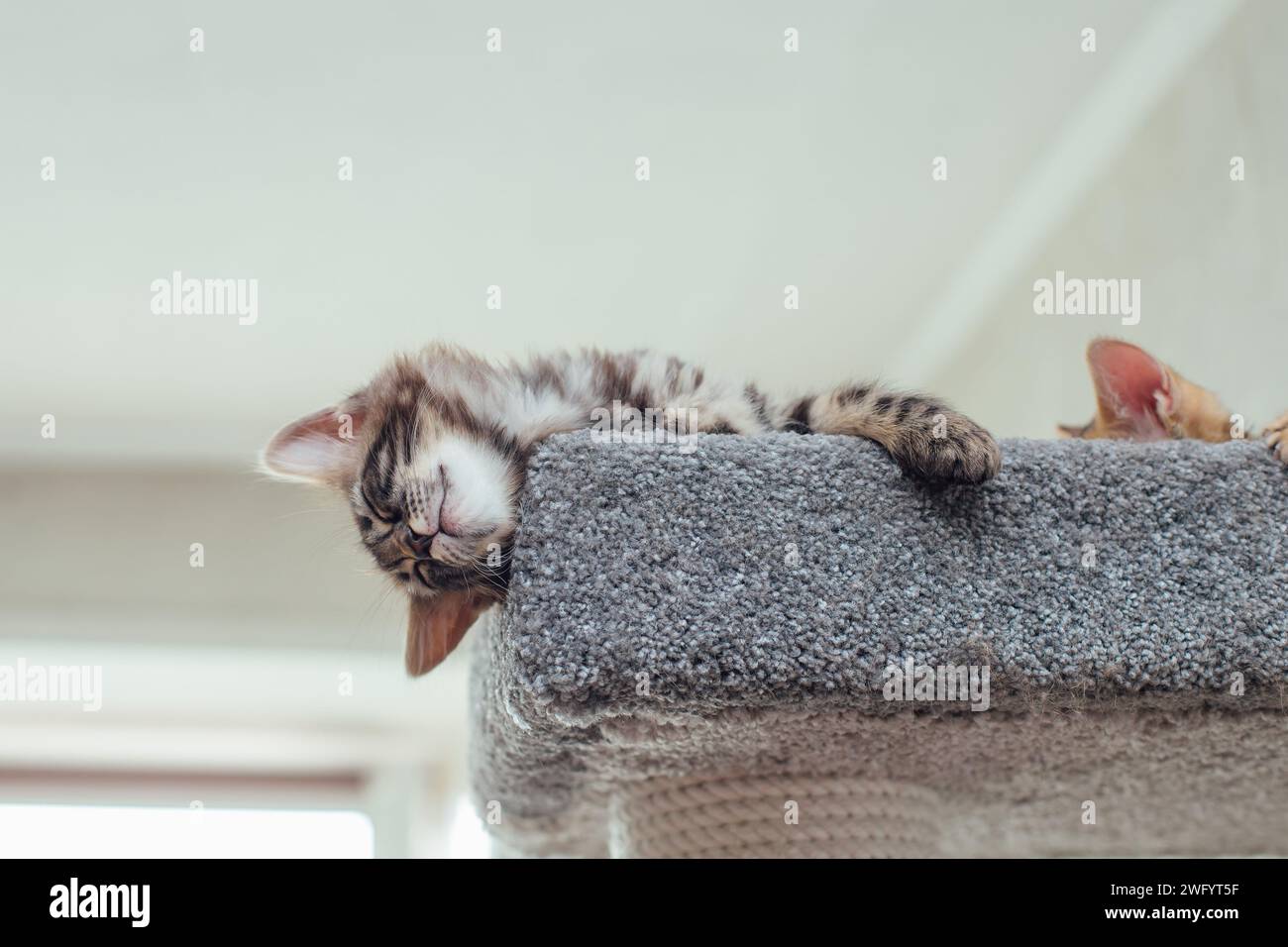 Young cute bengal kitten laying on a soft cat's shelf of a cat's house ...