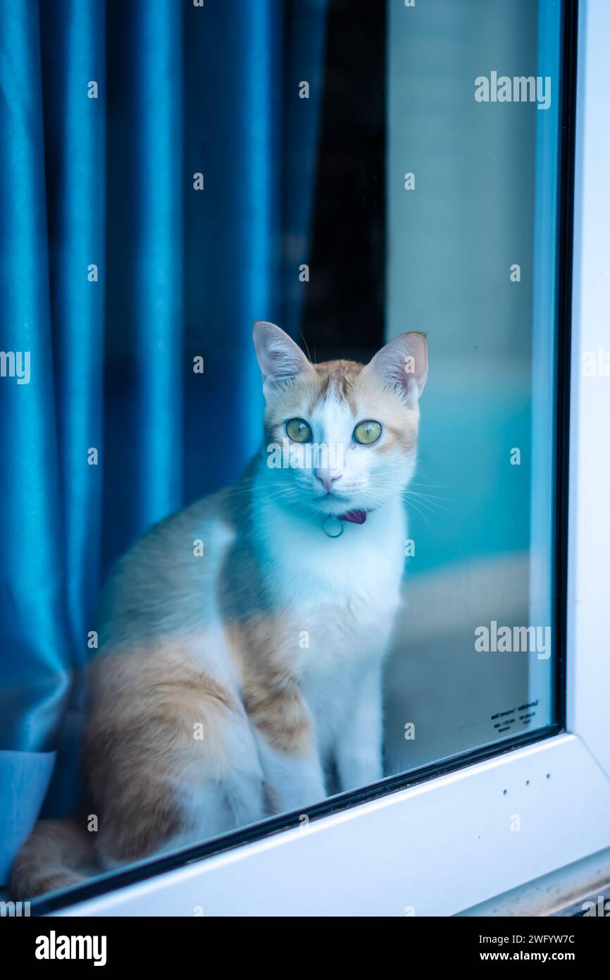 Serious cat sitting inside room looking out through big glass window ...
