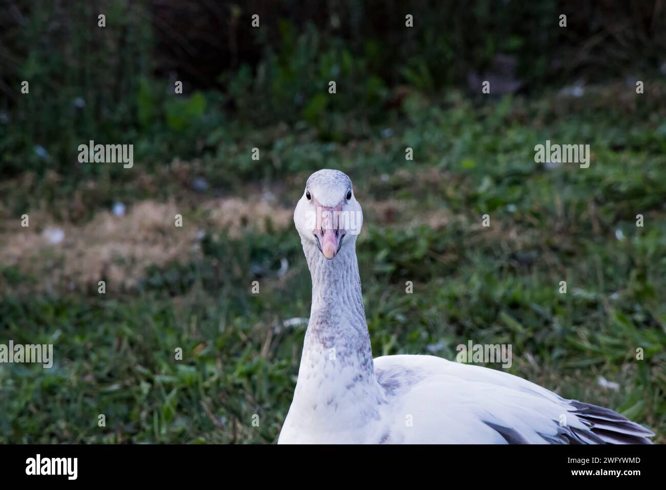 Stares bay hi-res stock photography and images - Alamy