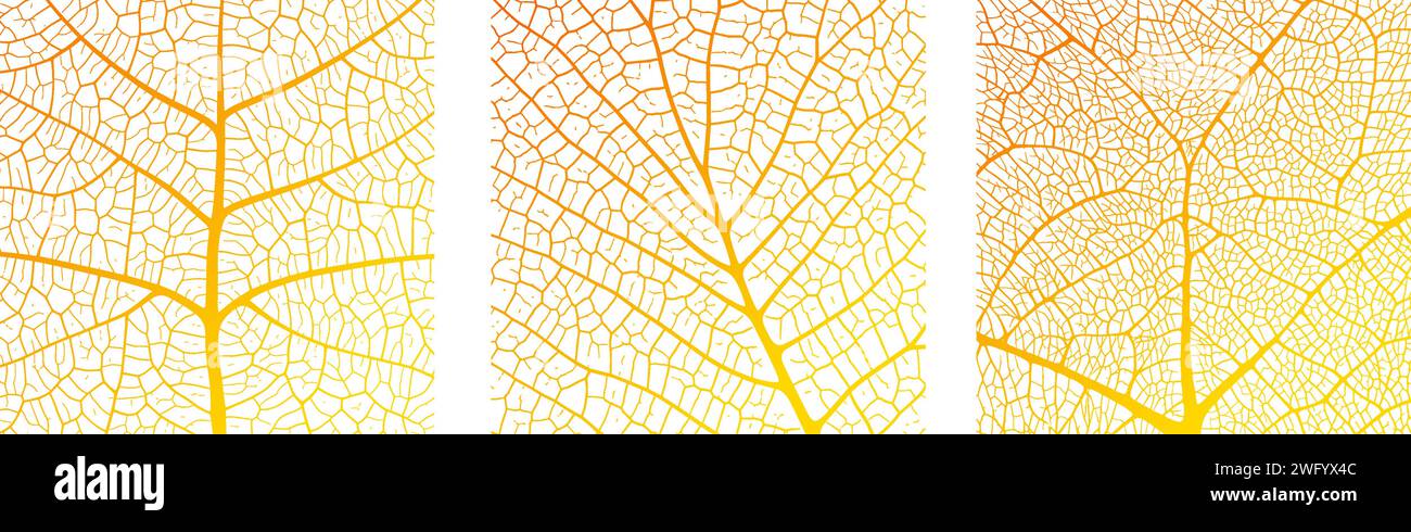 Leaf vein texture abstract background with close up plant leaf cells ...