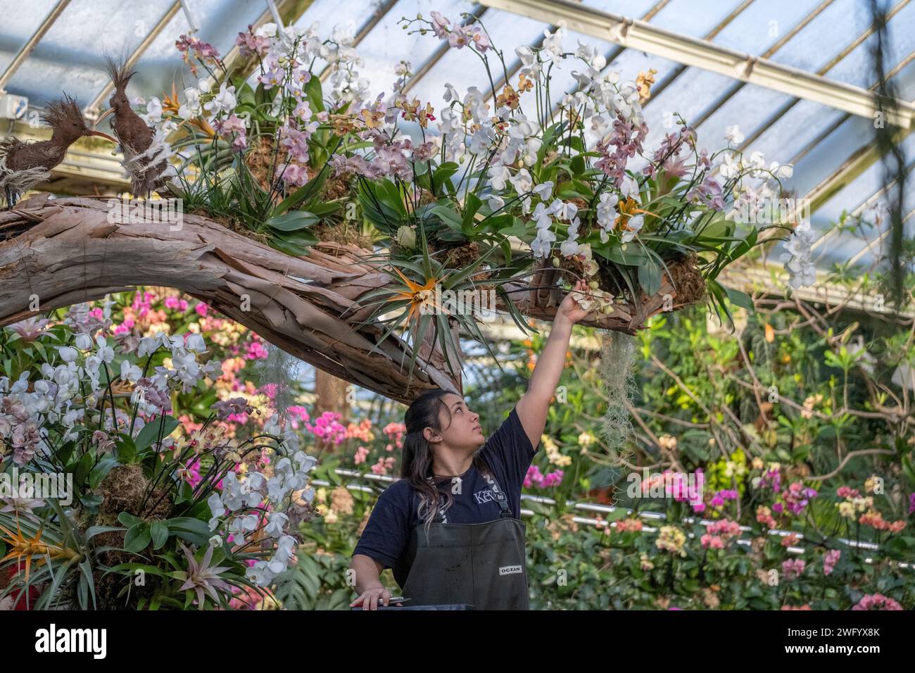 Orchid Festival at Kew Gardens. Vibrant orchid flora from Madagascar ...