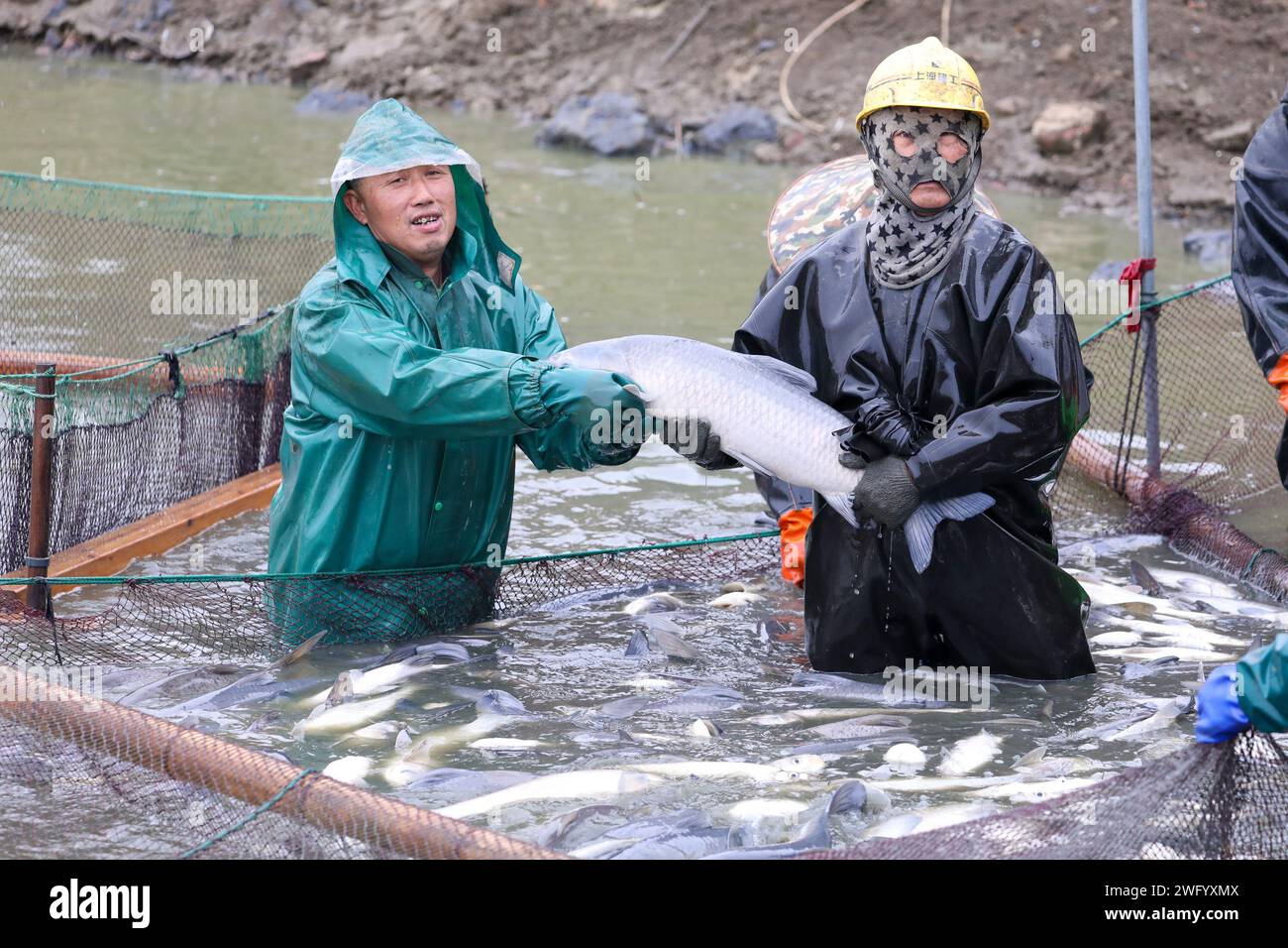 SUZHOU, CHINA - FEBRUARY 2, 2024 - Fishermen catch fish at the Cheng ...