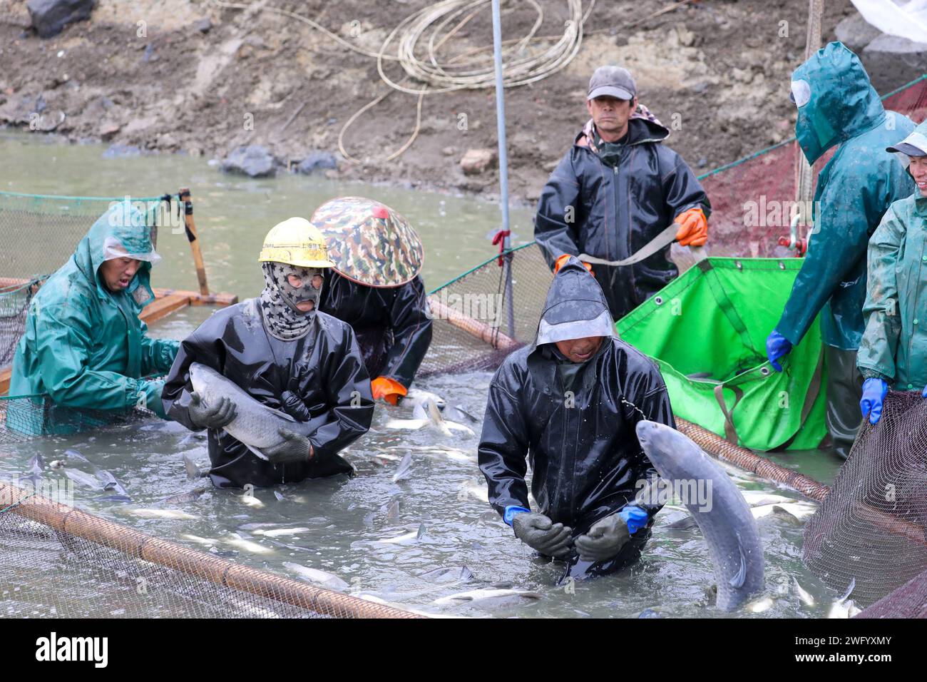 SUZHOU, CHINA - FEBRUARY 2, 2024 - Fishermen catch fish at the Cheng ...