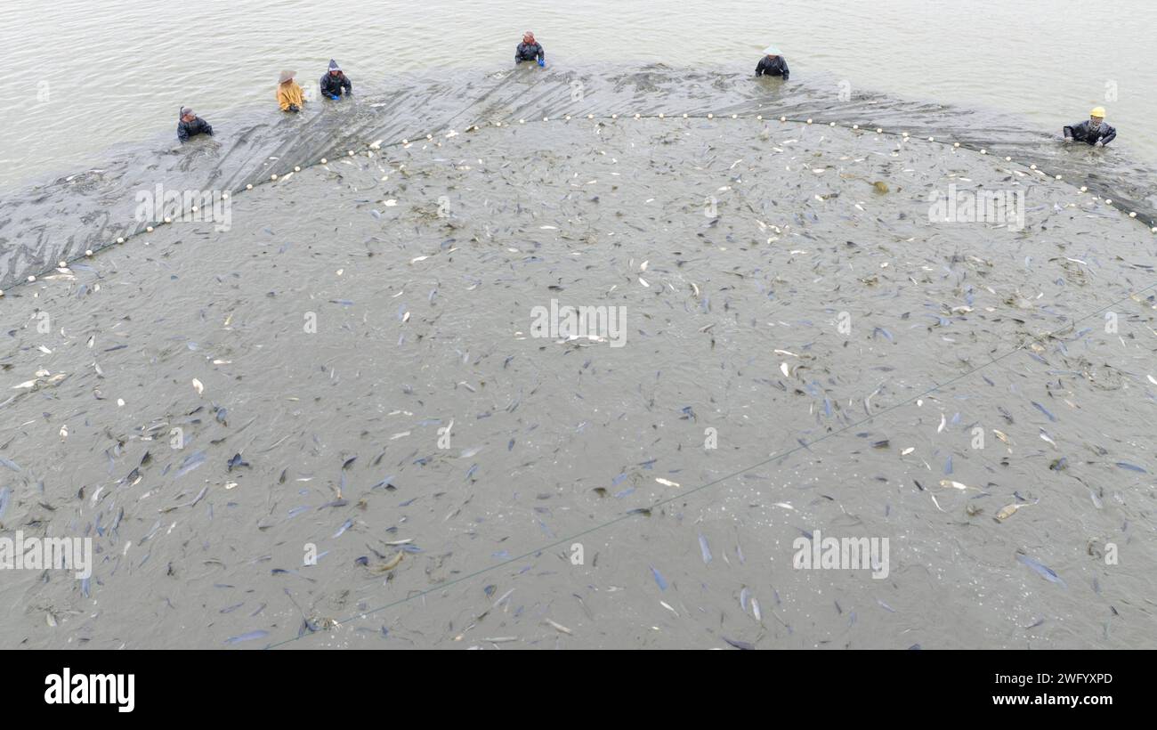 SUZHOU, CHINA - FEBRUARY 2, 2024 - Fishermen catch fish at the Cheng ...