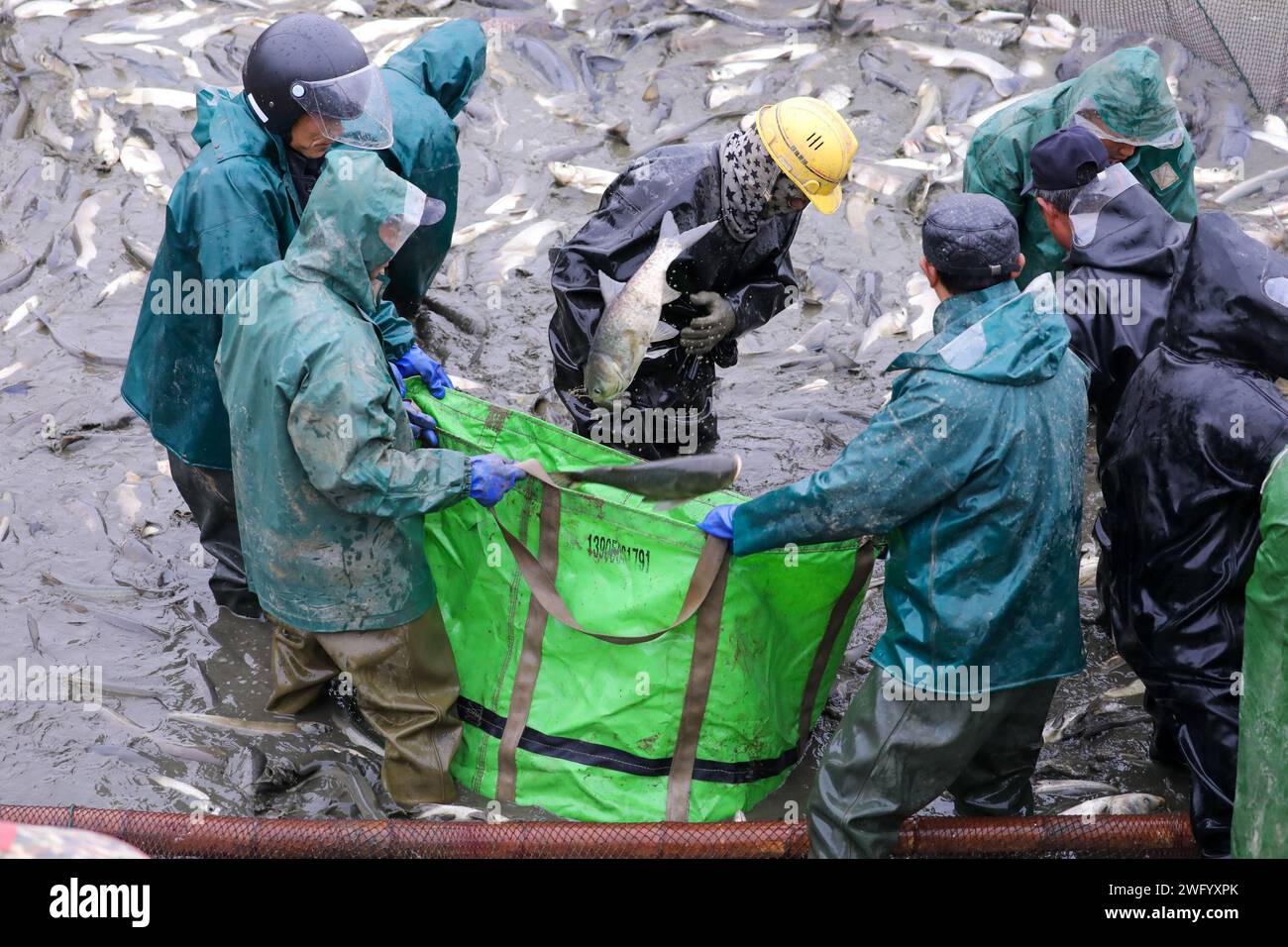 SUZHOU, CHINA - FEBRUARY 2, 2024 - Fishermen catch fish at the Cheng ...