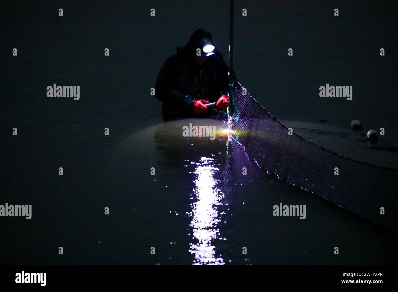 SUZHOU, CHINA - FEBRUARY 2, 2024 - Fishermen catch fish at the Cheng ...