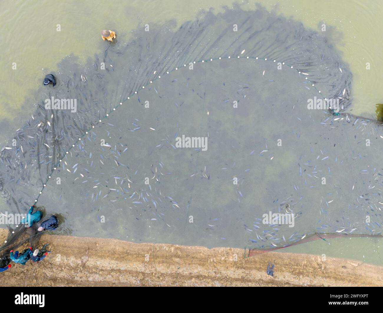 SUZHOU, CHINA - FEBRUARY 2, 2024 - Fishermen catch fish at the Cheng ...
