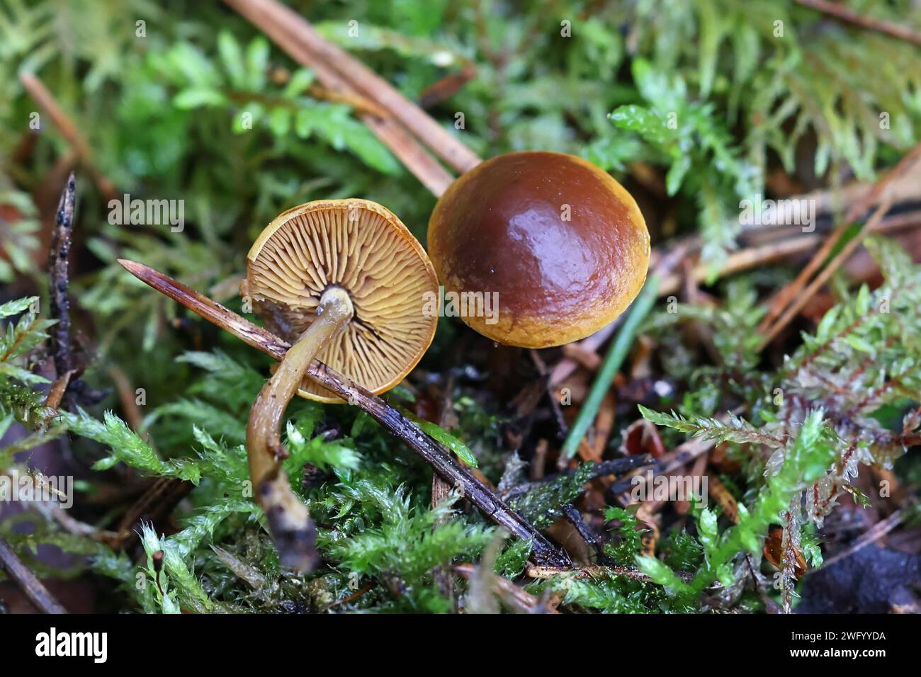 Rugosomyces fallax hi-res stock photography and images - Alamy