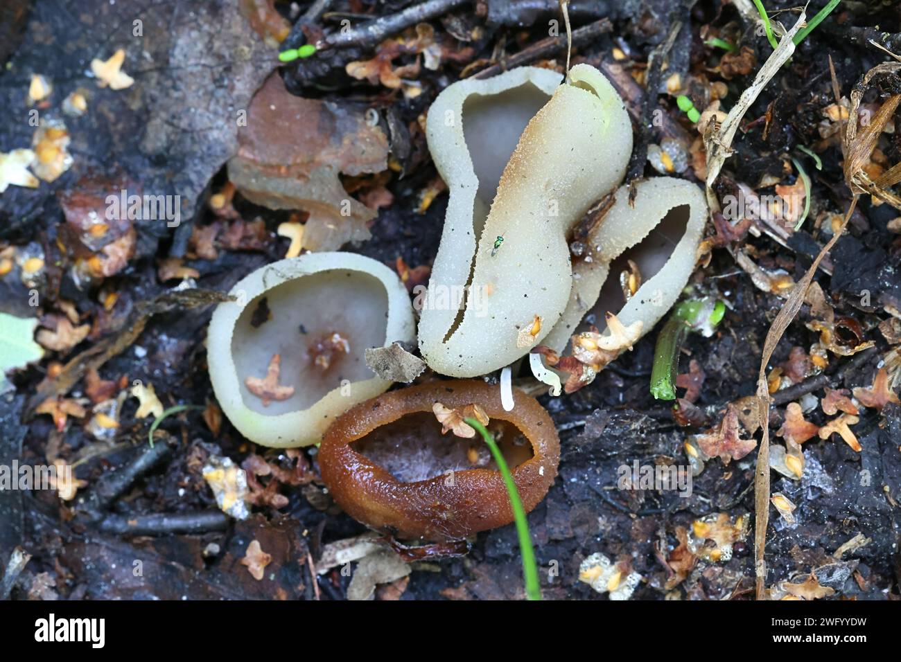 Peziza succosa, commonly known as yellowing cup fungus, fungi from ...