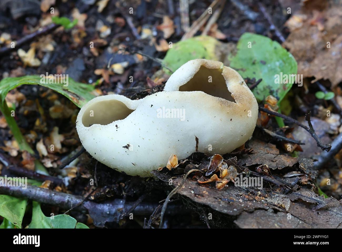 Peziza succosa, commonly known as yellowing cup fungus, fungi from ...