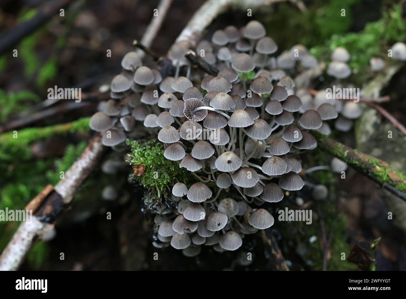 Coprinellus disseminatus, known as fairy inkcap or trooping crumble cap ...