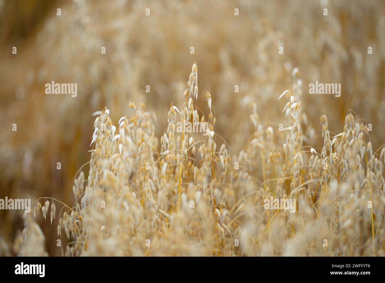 Oat field. Ripening ears of oats in field. Field of oats. Field ...