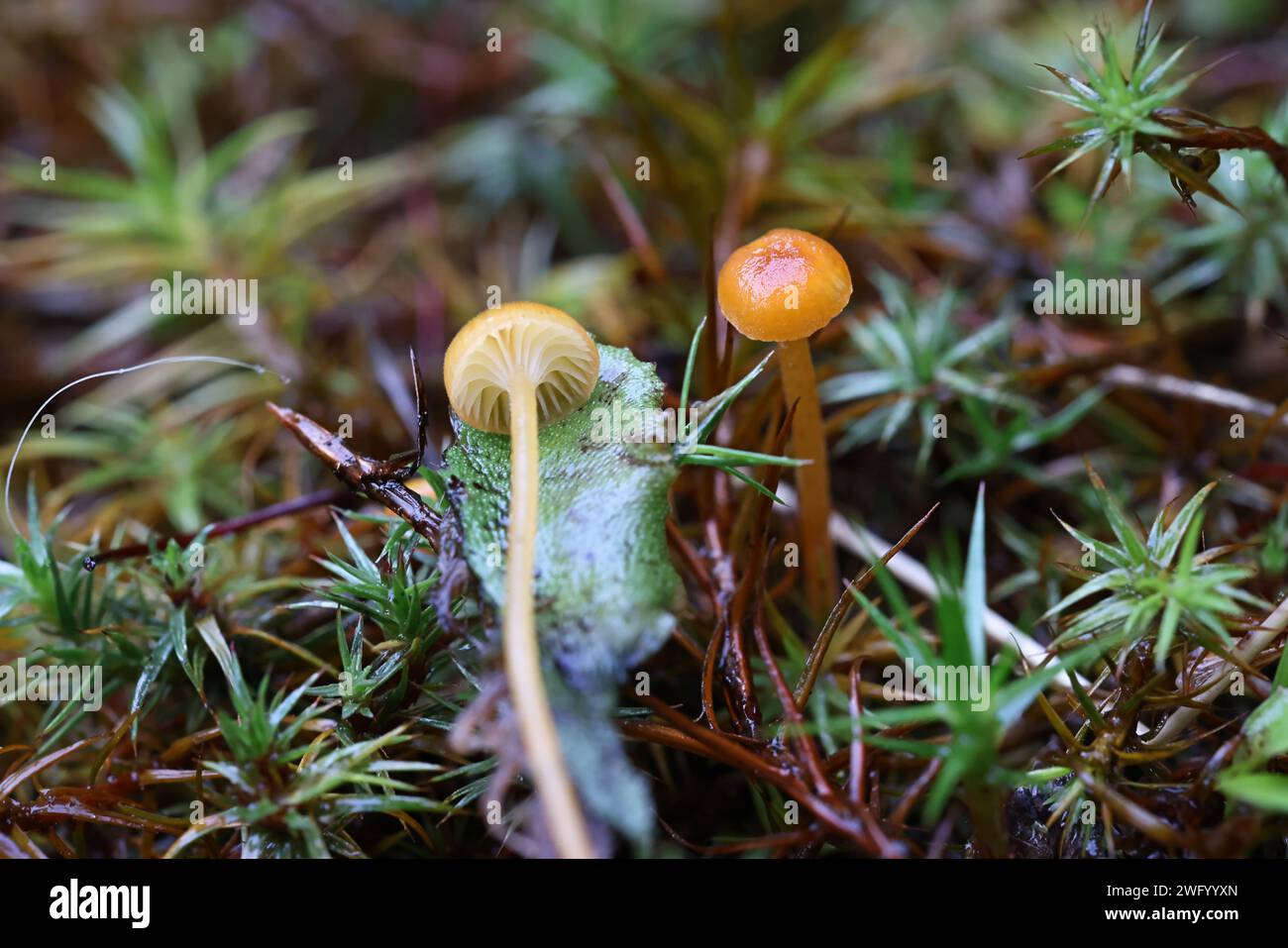 Rickenella fibula, also called Omphalina fibula, commonly known as ...