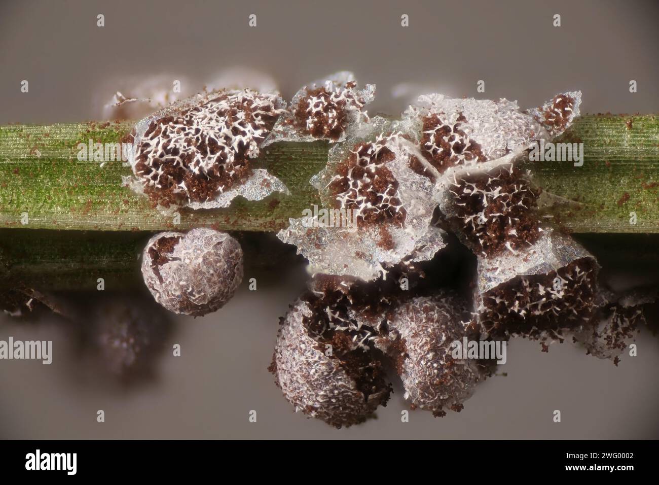 Badhamia foliicola, slime mold, microscope image of capillitium Stock ...