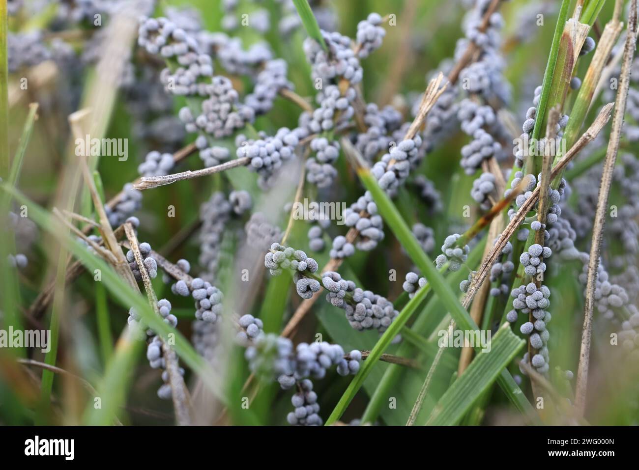 Lawn slime mold hi-res stock photography and images - Alamy