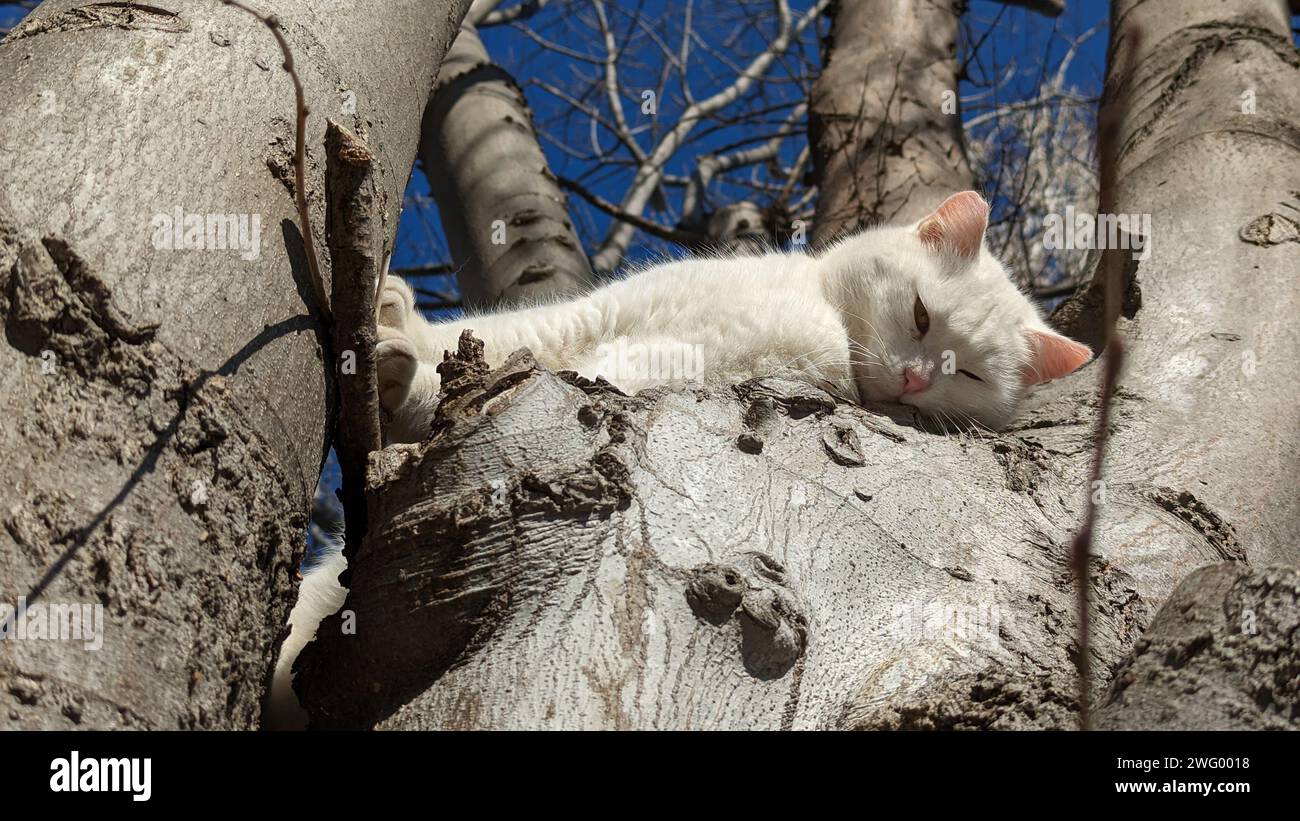 white cat, tree Stock Photo - Alamy