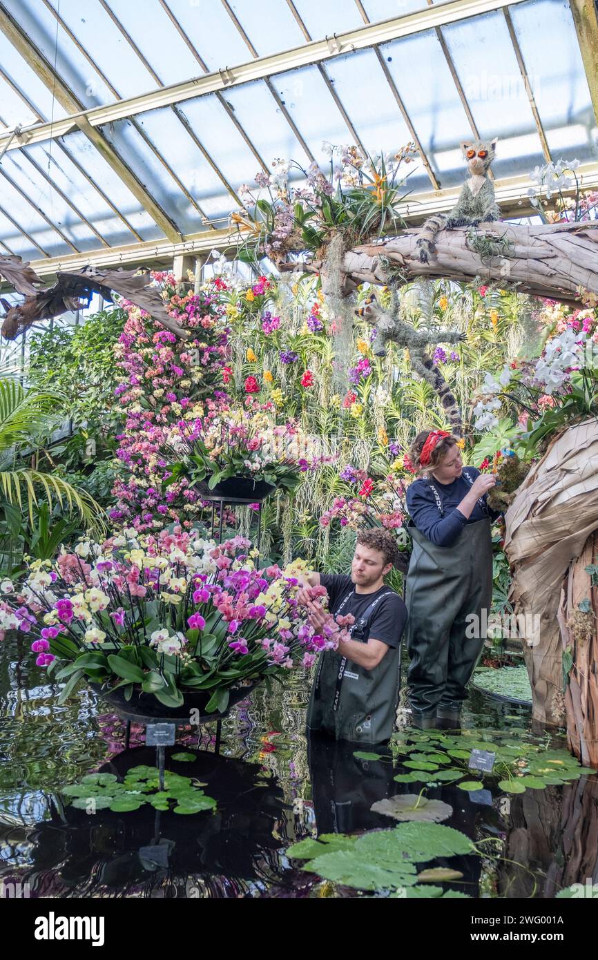 Orchid Festival at Kew Gardens. Vibrant orchid flora from Madagascar ...