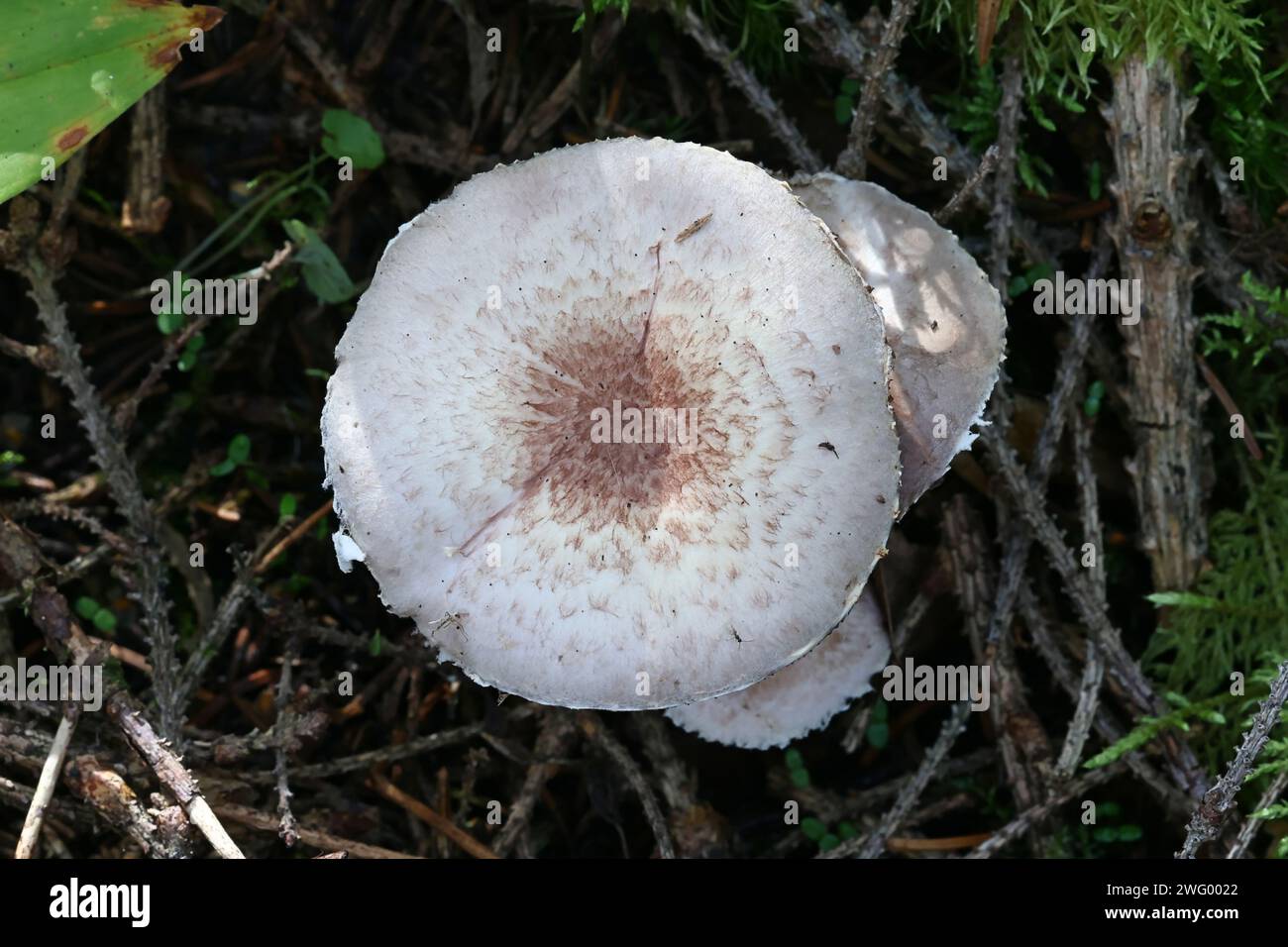 Agaricus dulcidulus, commonly known as rosy wood mushroom, wild fungus ...