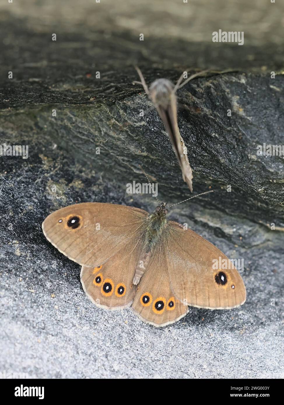 Lasiommata maera, also called Pararge maera, commonly known as the ...