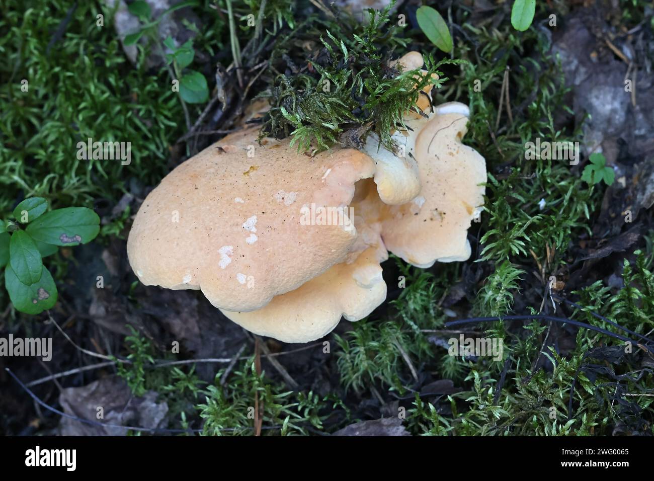 Albatrellus confluens, commonly known as fused polypore, wild medicinal ...